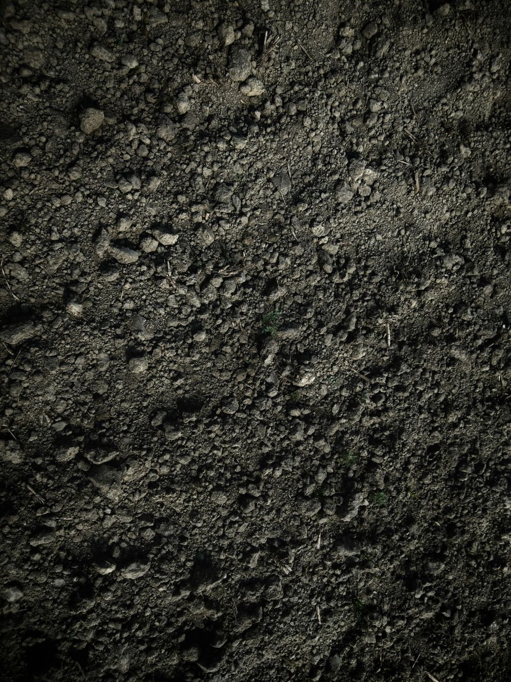 Fakta om maskar: En grundlig översikt och presentation av olika typer ...