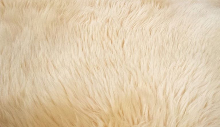 Fakta om panda – en nyanserad översikt av denna fascinerande art